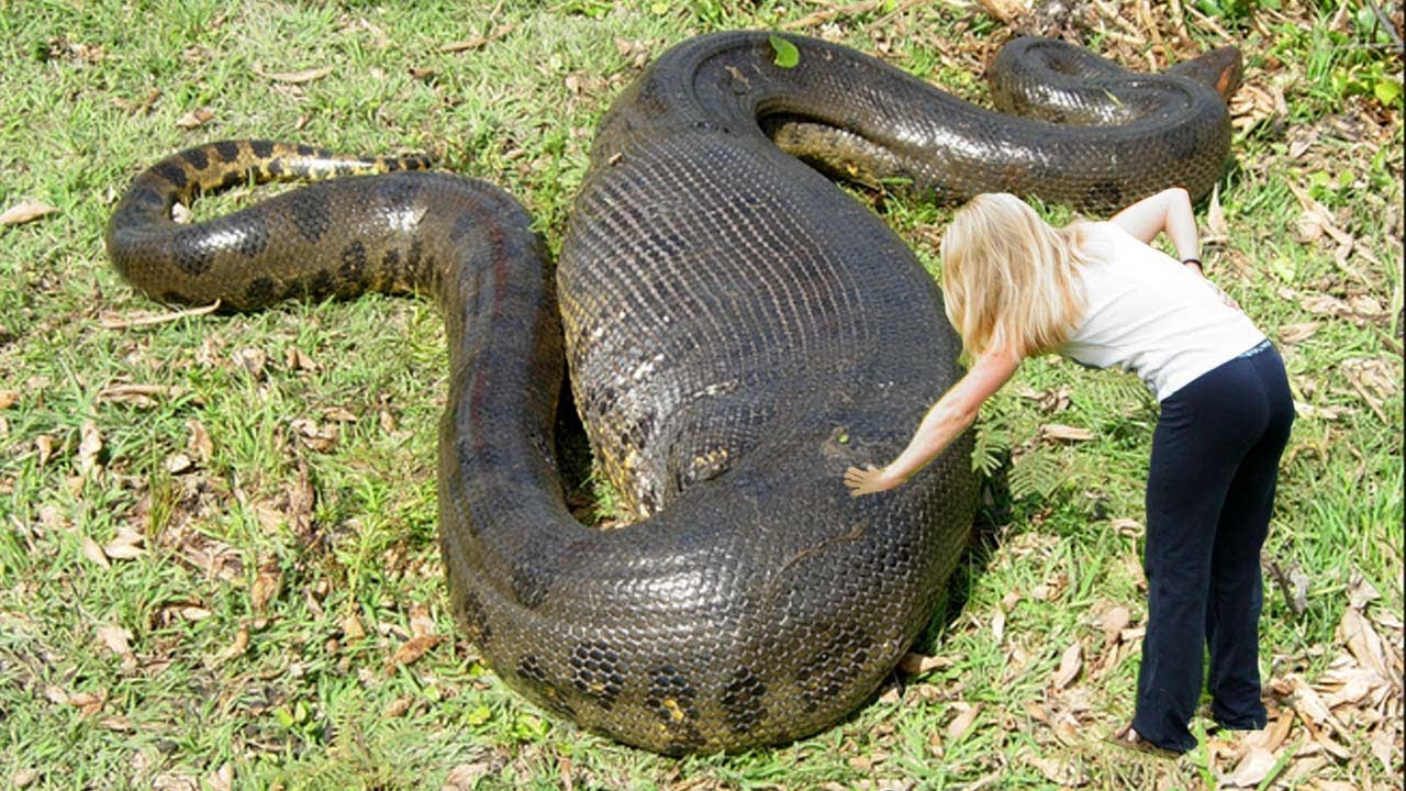 Anaconda Pictures Black Animal Anaconda Image 24087
